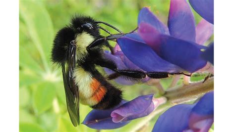 Bee Diversity And Richness Decline As Anthropogenic Activity Increases Confirm Scientists Blog