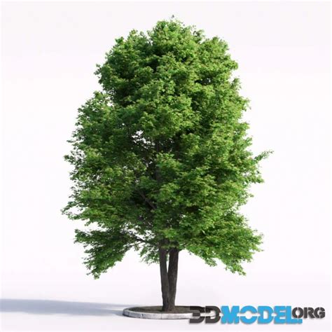 3d Model Linden Tree Hi Poly