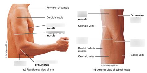 Cont Arm Diagram Quizlet