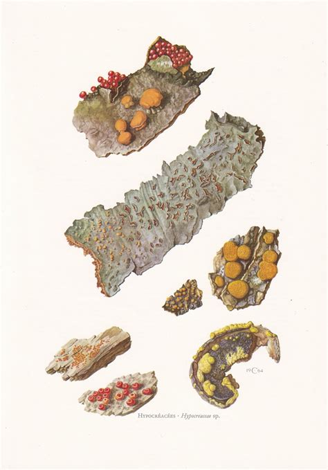 1960 Hypocreaceae Fungus Print Mushroom Wall Art Fungi Illustration Cottagecore Vintage Mycology