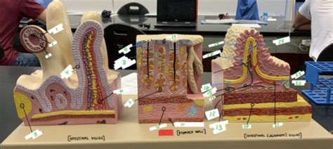 Model Diagram Quizlet