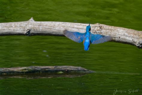 Conservation Strategies And Tools Clément Feger