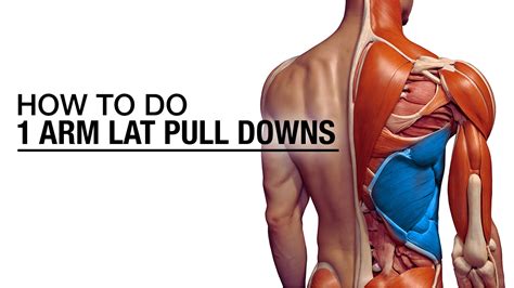 Single Arm Pulldown Muscles Worked