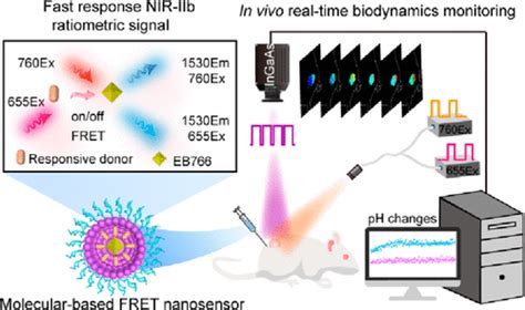 Molecular Based Fret Nanosensor With Dynamic Ratiometric Nir Iib