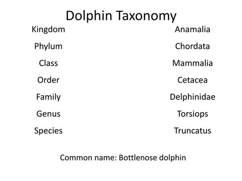 Ppt Chordates 1 Powerpoint Presentation Free Download Id200783