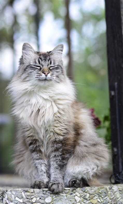 Hypoallergenic Siberian Cat Breeder