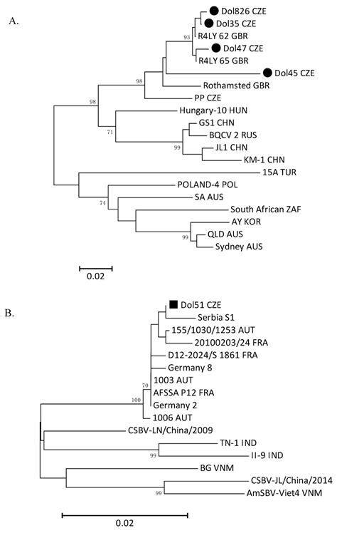 A Phylogenetic Tree Based On Bqcv Partial Helicase Gene Sequences