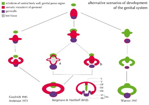 Schematic Representation Of Different Scenarios Of Genital System Download Scientific Diagram