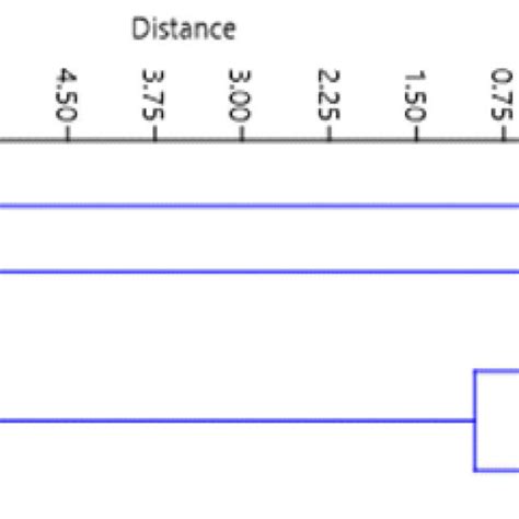 3 Classical Hierarchical Flowchart Of Families Of Hemiptera Download
