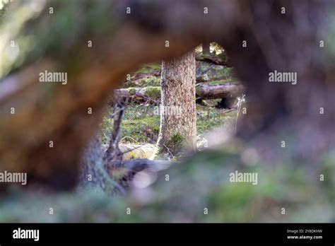 a tree trunk is framed by blurred branches in a forest setting