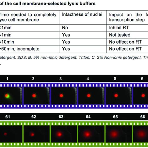 Selective Lysis Of Cell Membrane And Extraction Of Cytoplasmic And
