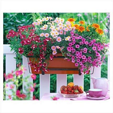 Най непретенциозните летни цветя Български Фермер