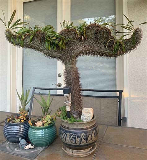 Plants Mutated To Insanely Cool Borderline Creepy Lengths