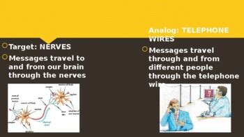 Nerve Cells Powerpoint By Cutemathematician TPT
