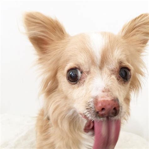 Pixie On Instagram “tongue Out Tuesday Is My Specialty 😝” Puppy
