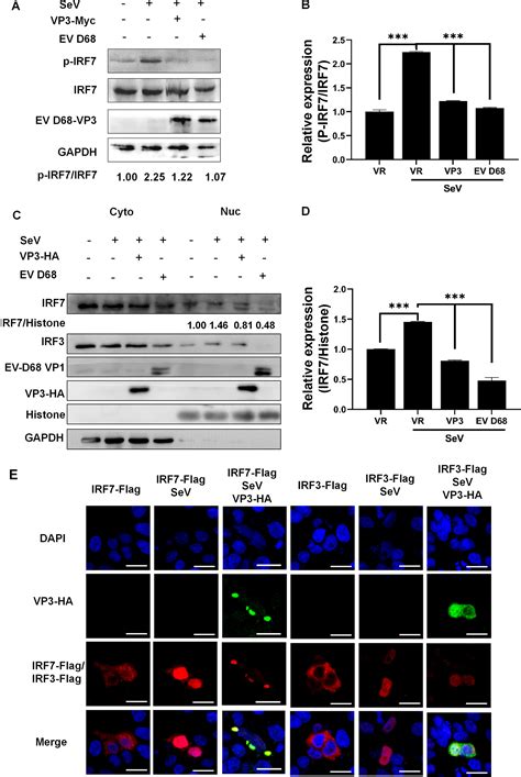 Enterovirus D68 Vp3 Targets The Interferon Regulatory Factor 7 To