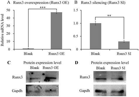 Detection Of Gene And Protein Expression Levels Of Runx3 Under The