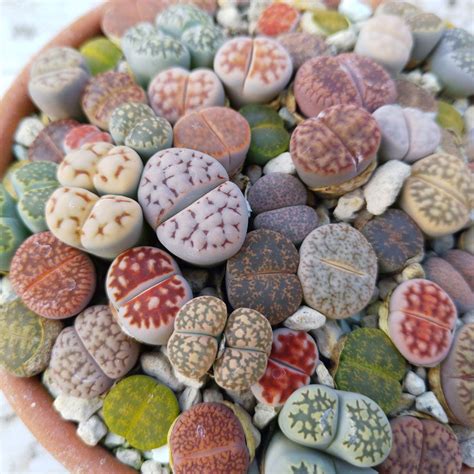 Plants