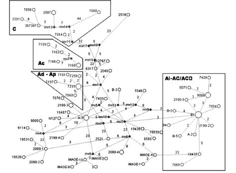 network based on the its1 5 8s its2 rdna open circles represent
