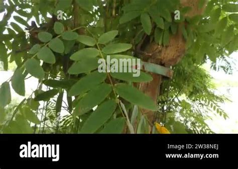A Big Trunk Stem Of A Tree Being Shown From In Full Length And Showing The Full View Stock Video