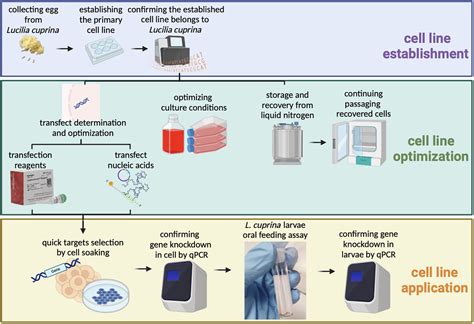 Rna技術を用いて化学物質を使わずに羊のハエ刺されを防除する方法を開発