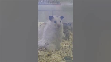 두 발로 서있는 귀여운 곰 햄스터 Youtube