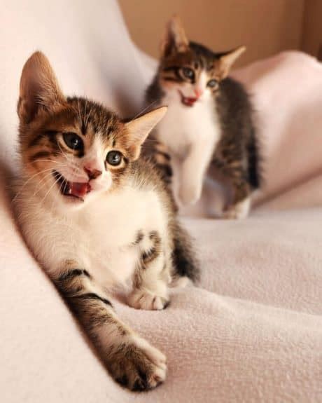 The Most Common Types Of Worms In Cats Ultimate Guide The Fluffy Kitty