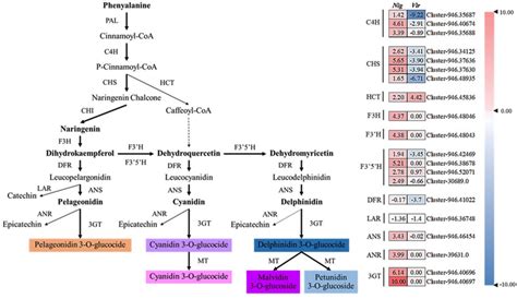 Simplified Scheme And Heatmap Of The Expression Of Genes Related To