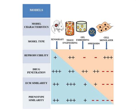 Schematic Representation Of Different Tumor Models And Their Main Download Scientific Diagram