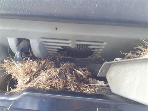 Why Dosent My Radio Work What Is That Smell LandyZone Land