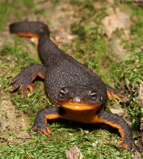 Rough Skinned Newt Taricha Granulosa