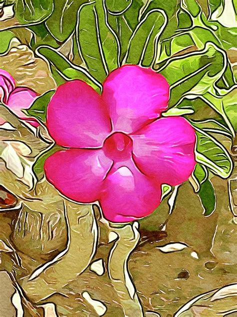 Dead Sea Flower In Bloom Digital Art By Pamela Storch Pixels