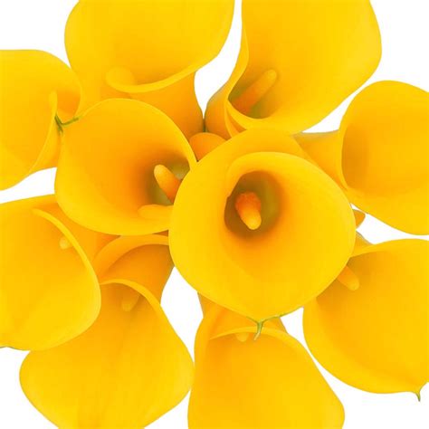 Captain Solo Calla Lily Mini Esmeralda Farms Wholesale Flowers