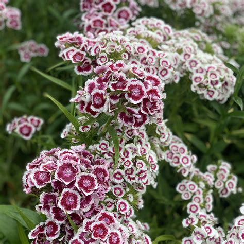 Organic Sweet William Sweet Holborn Glory