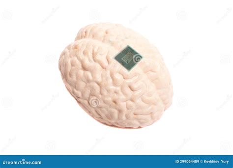 Human Brain Anatomical Model With CPU Processor Microchip Stock Image Image Of Instructions