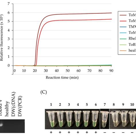 The Design Of Reverse Transcription Loop Mediated Isothermal Download Scientific Diagram