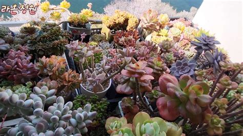 240414 벌써 물고픔보이는 실외기위 다육이들 다육 다육식물 다육이succulent 베란다다육 たにくしょくぶつ