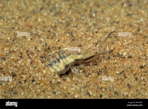 Antlion Larva Burrowing Into Sand For Concealment To Trap Insects