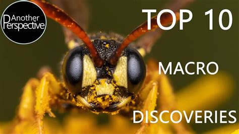 10 Macro Photography Ideas To Shoot In The Garden Youtube