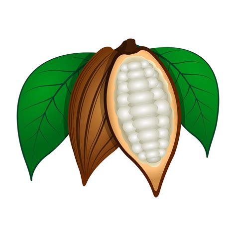 Cocoa Beans Isolated Vector Art At Vecteezy