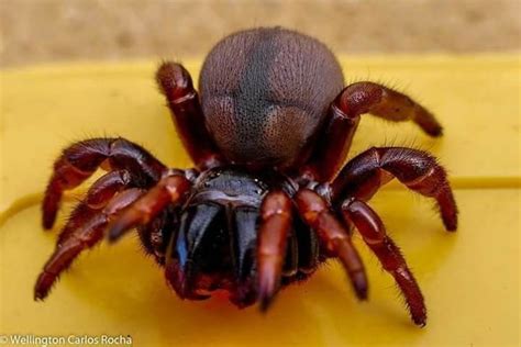 Chelicerata Antenna Chelicerata Antenna