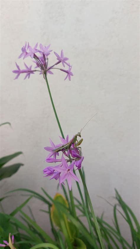 Praying Mantis Icon Videos Download 1236 Free 4k And Hd Stock Footage