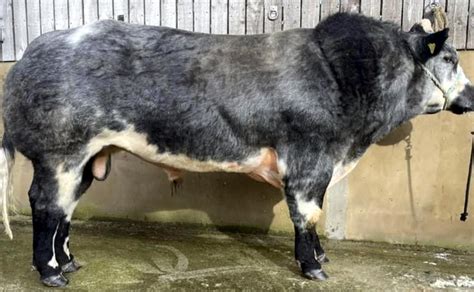 Some Sales Highlights Of The Week Farm News Farmers Guardian