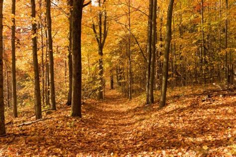 10 Breathtaking Places To See Fall Colours Near Toronto Ultimate Ontario