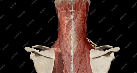 Premium Photo The Cervical Spine Neck Region Consists Of Seven Bones C1c7 Vertebrae Which Are