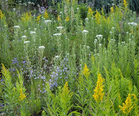 Washington Native Plants Artofit