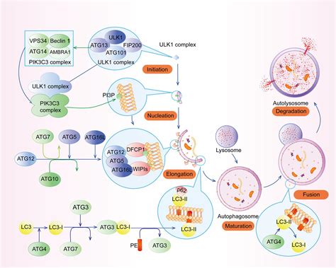 Autophagy Process