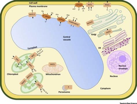 Vacuoles Diagram