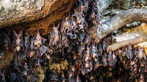 The Wild Truth Bats ~ Heroes Of The Night The Laurel Of Asheville