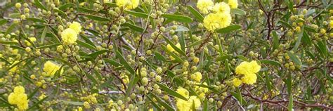Acacia Verniciflua